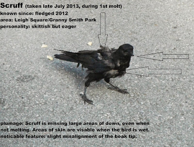 stormidae: urban birds