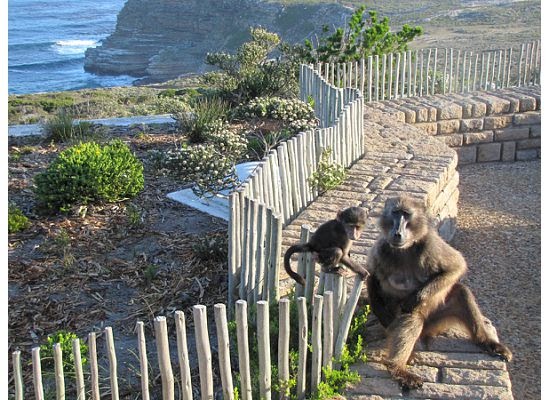The Inconsistent Nomad: Photo of the week: Cape Point, South Africa