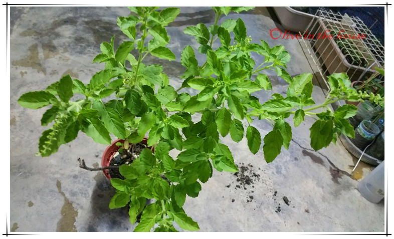 Olive in the house: Fennel@Jintan Manis & Holy Basil@Tulsi plants