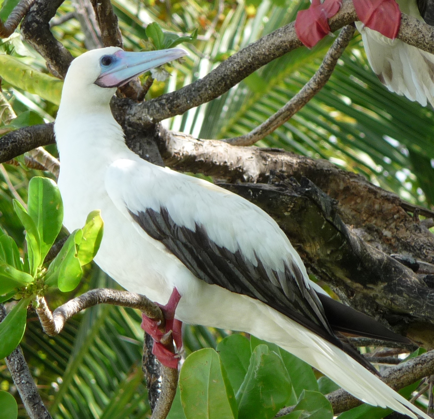 Variety of Life: Sulida