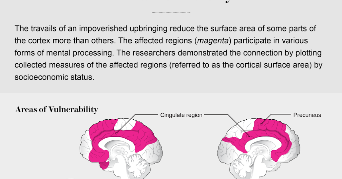 Youth Services Shout-Out: YSS Blog: Children's brain development and ...