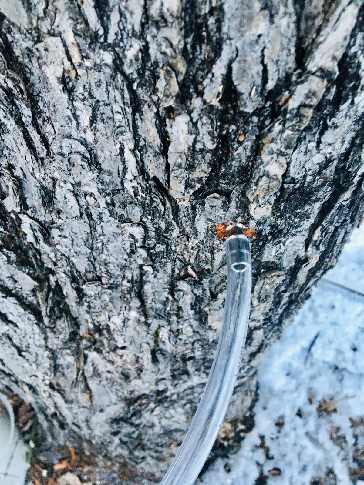 Little Lakeview Conservatory LLC: Maple Tree Tapping