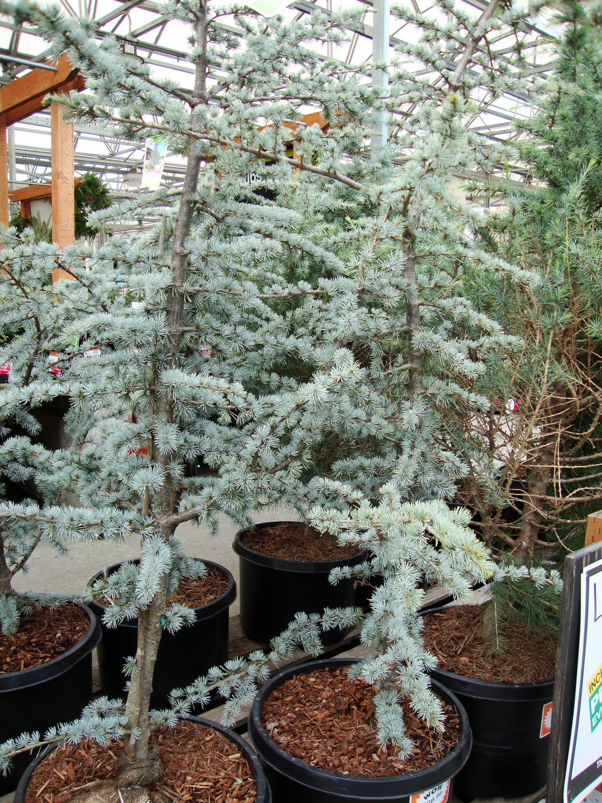 danger garden: I’m Dreaming of a Blue (Atlas Cedar) Christmas…