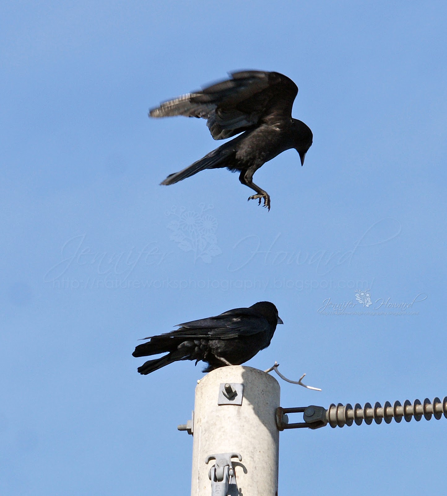 Nature Works Photography: Common Crows mating & attracting a mate March 24