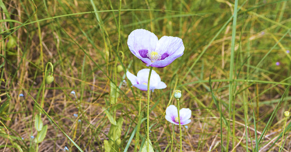 Ciri Ciri Pohon Bunga Opium (Papaver somniferum) Di Alam Liar ...