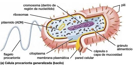 BIOLOGIA GENERAL : LAS CÉLULAS EUCARIONTES Y PROCARIONTES