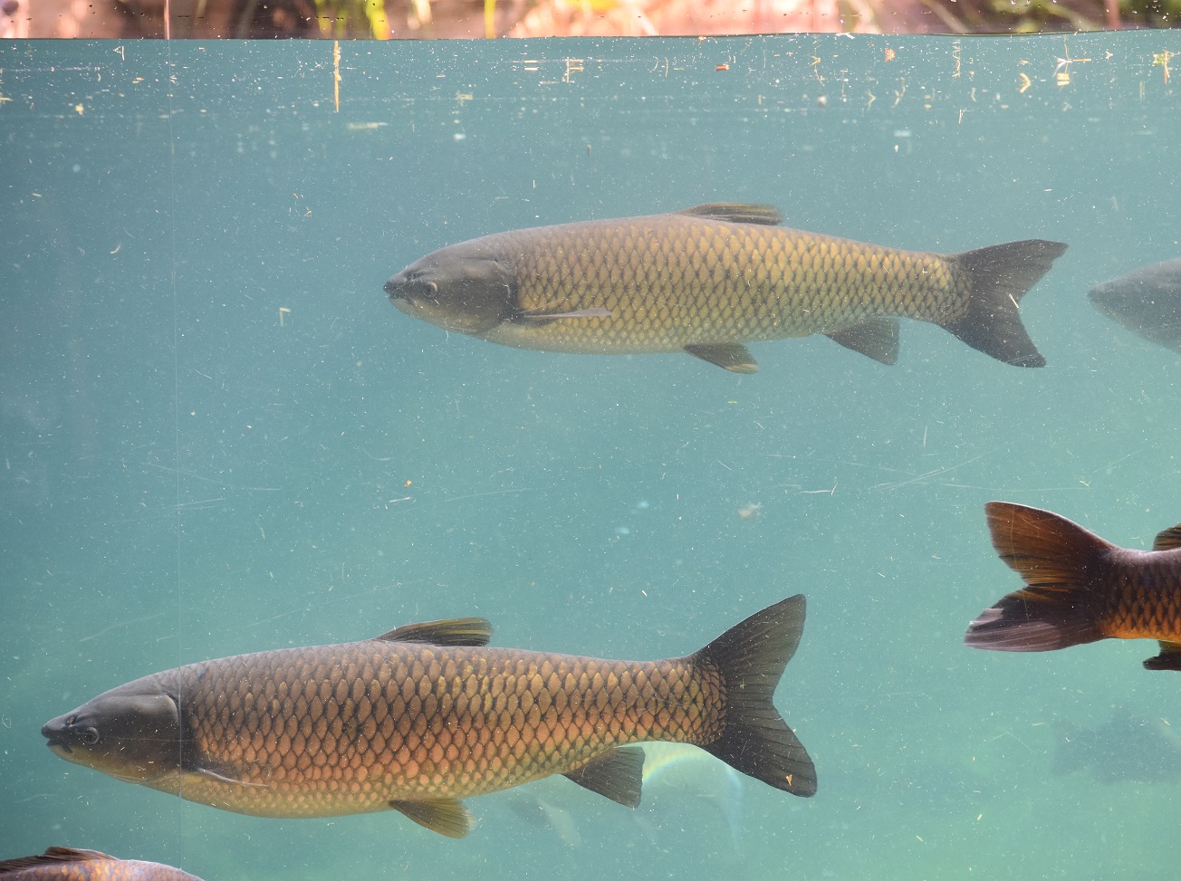 ZOOTOGRAFIANDO (6.100 ANIMALS): CARPA HERBÍVORA / GRASS CARP ...
