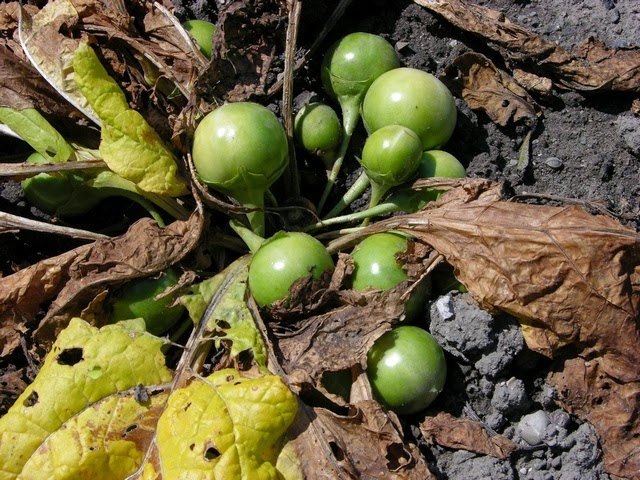 Other Plants For Cancer Treatment-2 | Healthy Tactic