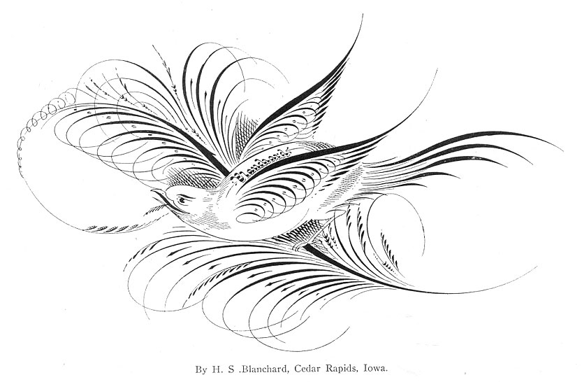 Anne-Davnes Elser: Calligraphic Strokes Taking Flight