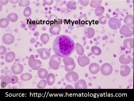 Lab Atlas: Neutrophil Myelocyte