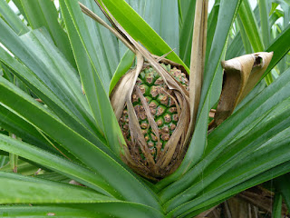 Tiếng Anh Easy: Lá dứa Tiếng Anh là gì?