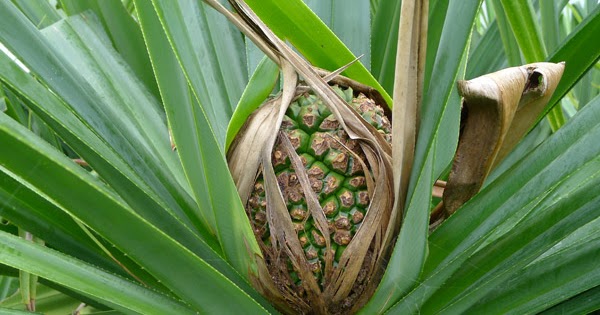 Tiếng Anh Easy: Lá dứa Tiếng Anh là gì?