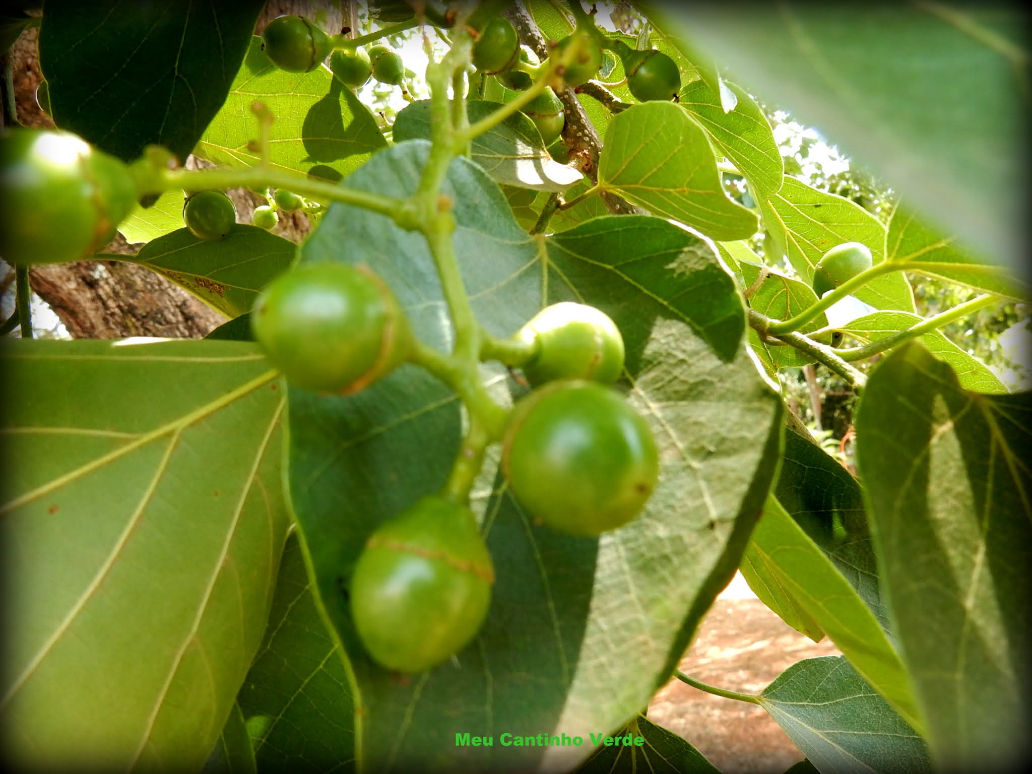 Meu Cantinho Verde: CÓRDIA-AFRICANA, LASURA - ( Cordia myxal )