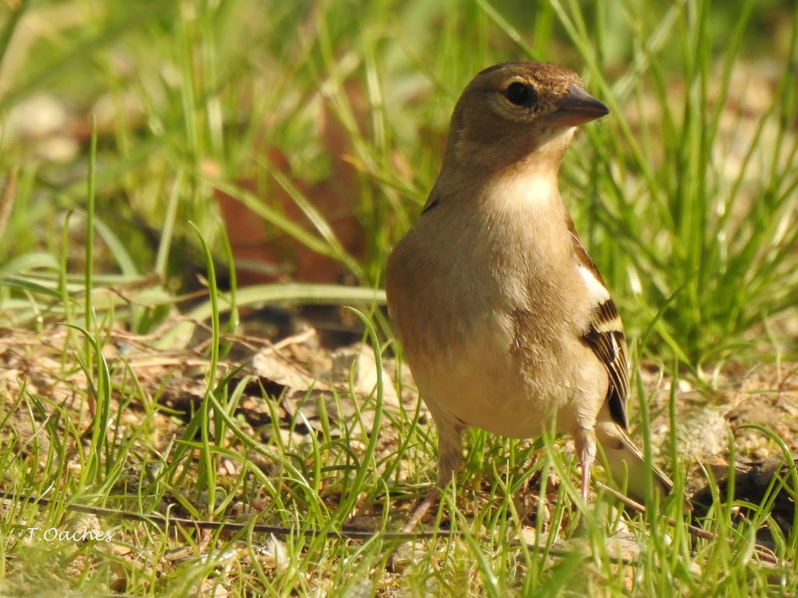 PASARI DIN ROMANIA: CINTEZA, Fringilla coelebs