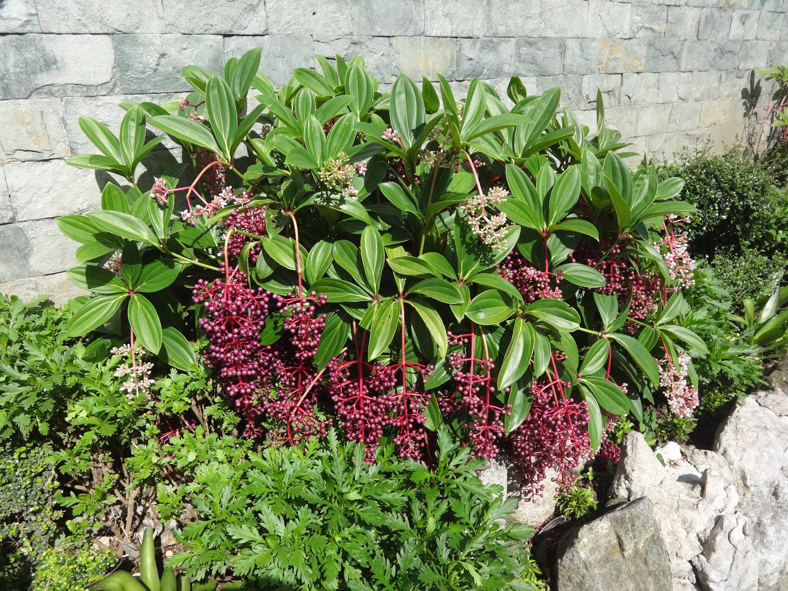 Herbs from Distant Lands: Medinilla magnifica, Medinilla pendula ...