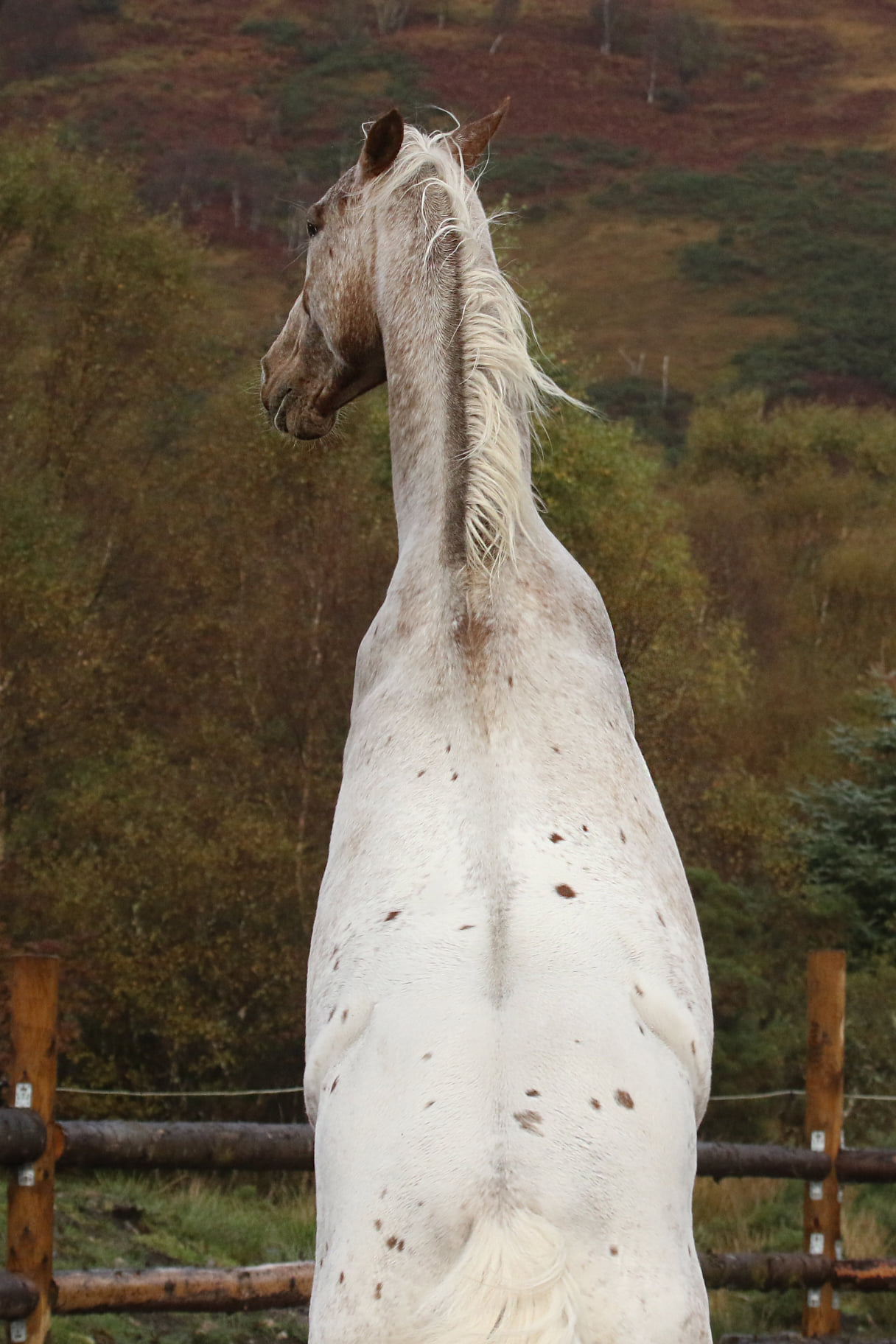 Chamfron Stud : 2020