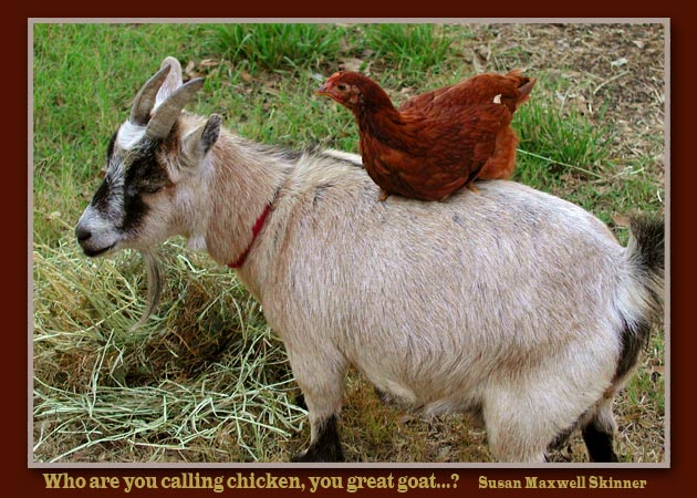 WELCOME TO NAIRAHOOD: The Chicken and the Goat (Joke)