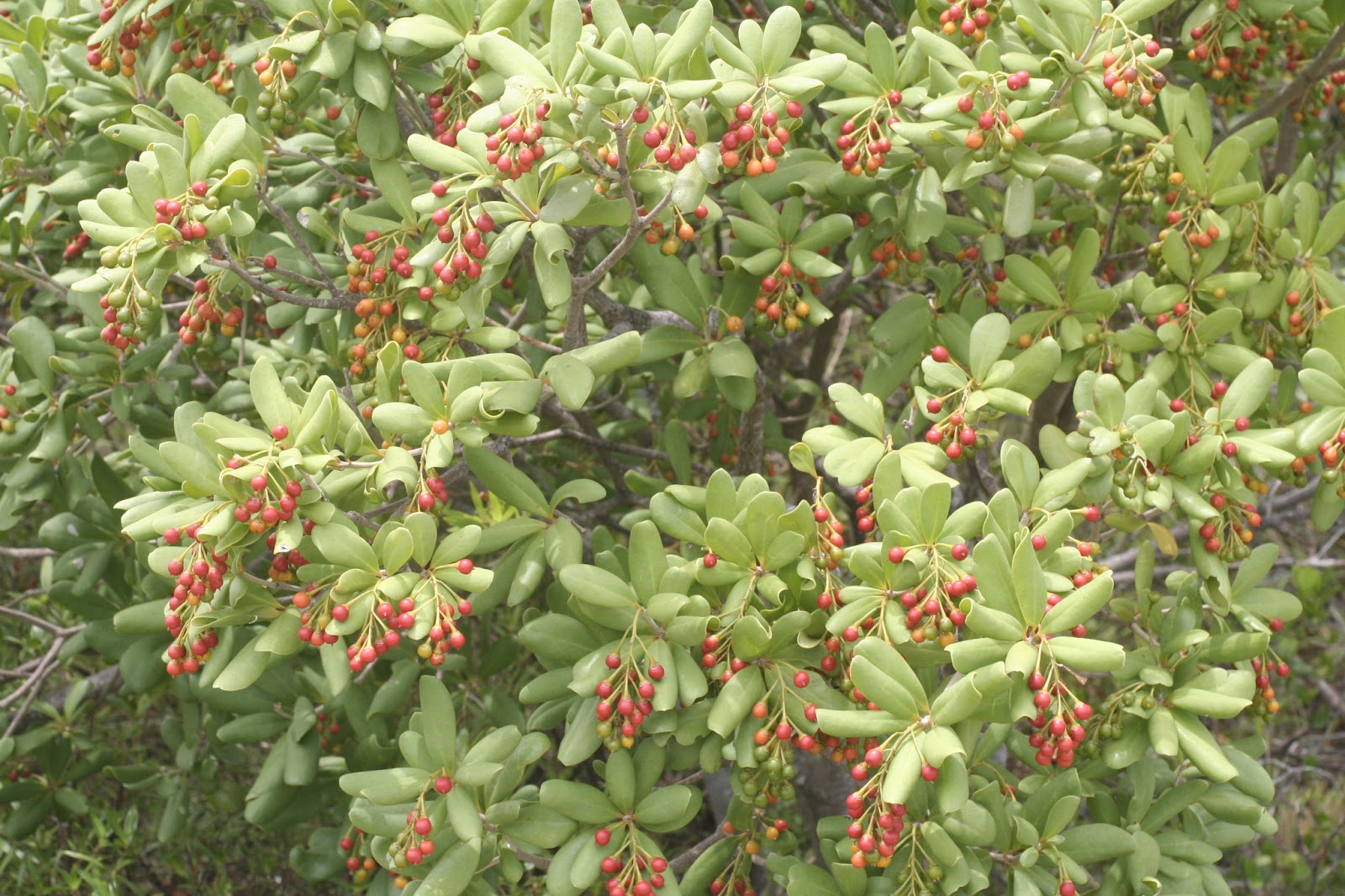 Flora de Puerto Rico Ilustrada Papo Vives: TEOPHRASTACEAE Jacquinia ...