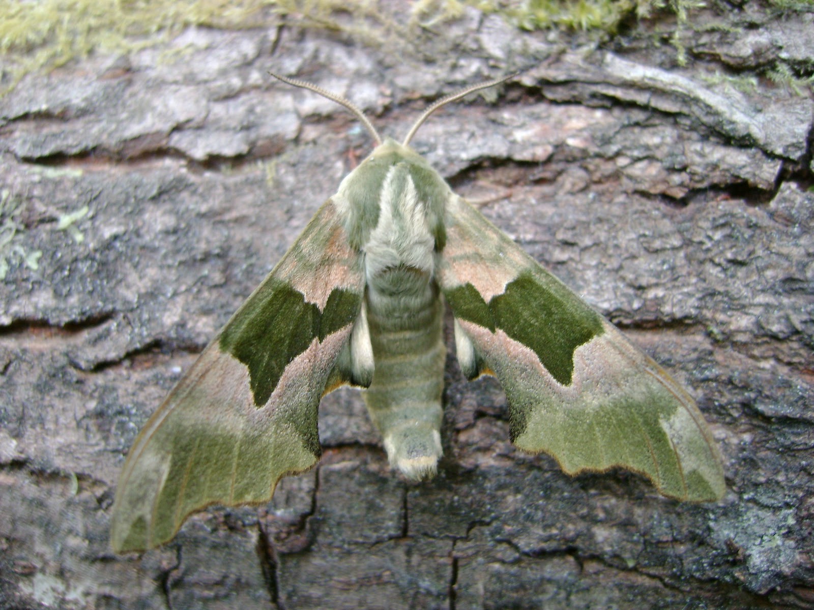Gower Wildlife: Lime Hawk-moth
