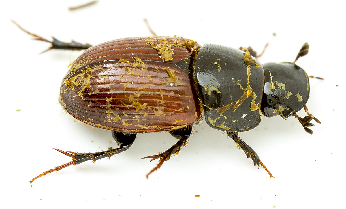 Utgångspunkt 63° 31,x' N - 22° 31,x' O: Bådaviken 23.5. Del 14 ...