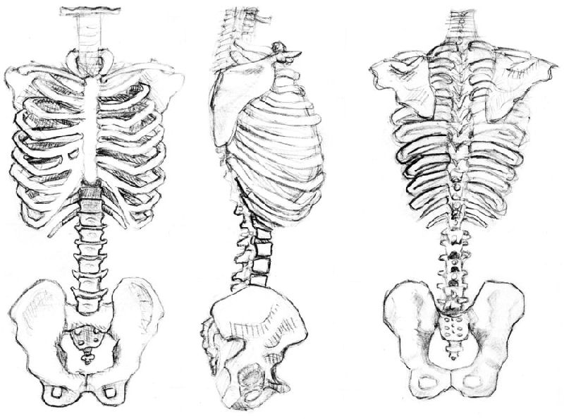 İskelet Sistemi: iskelet sistemi galerisi
