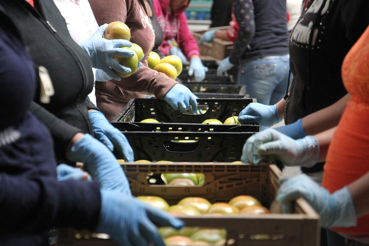 Mexico looks to high-tech 'agroparks' to drive agricultural future