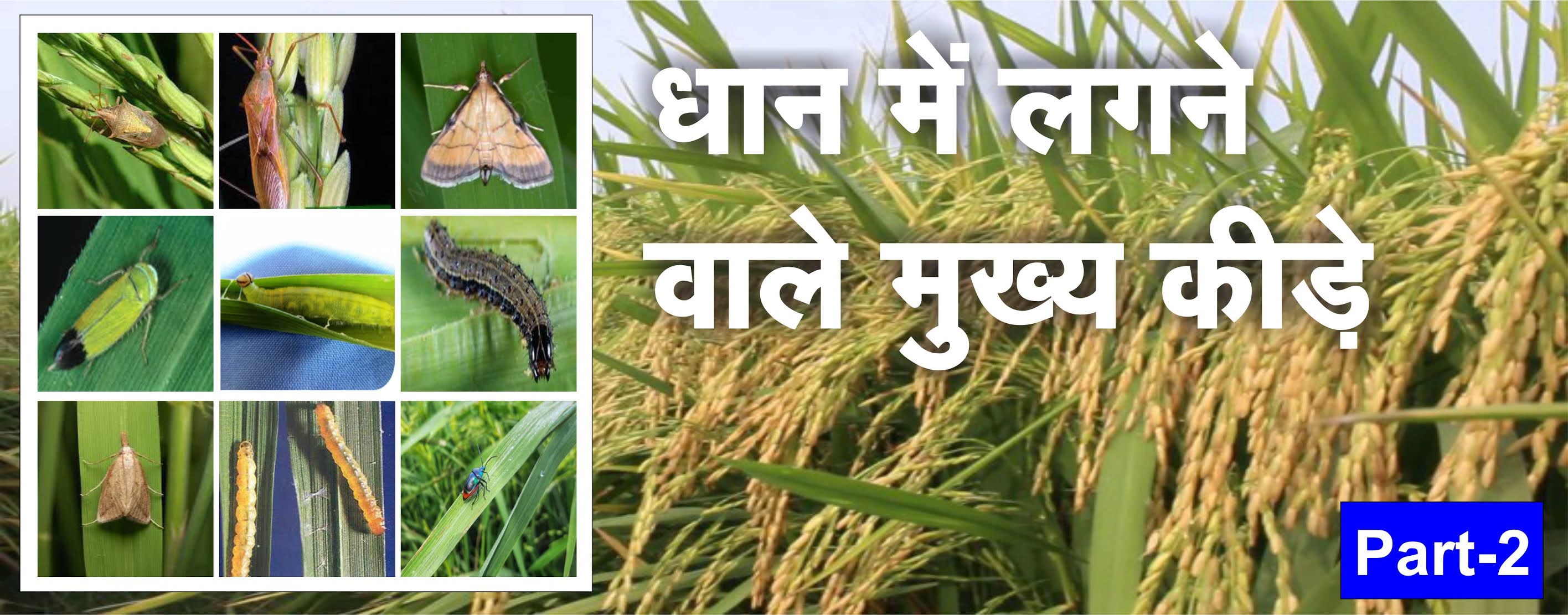 Major pests, diseases and their prevention of paddy, Paddy diseases ...