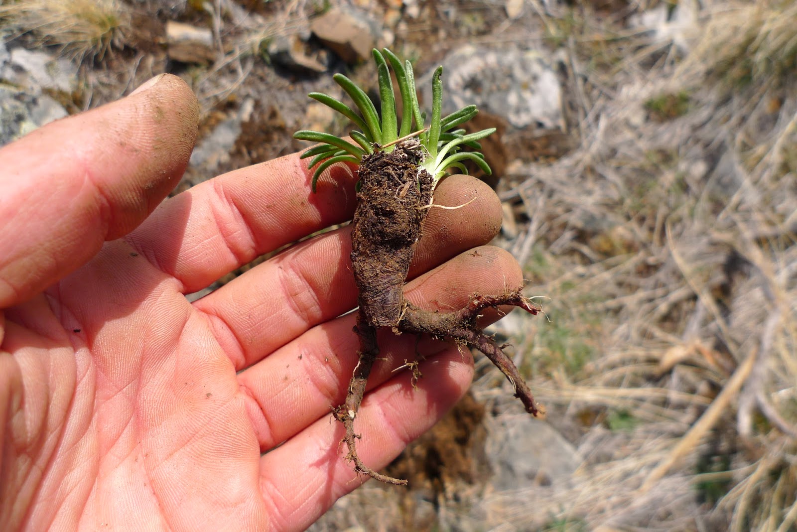 Wild Harvests: Bitterroot Mts live up to their name.