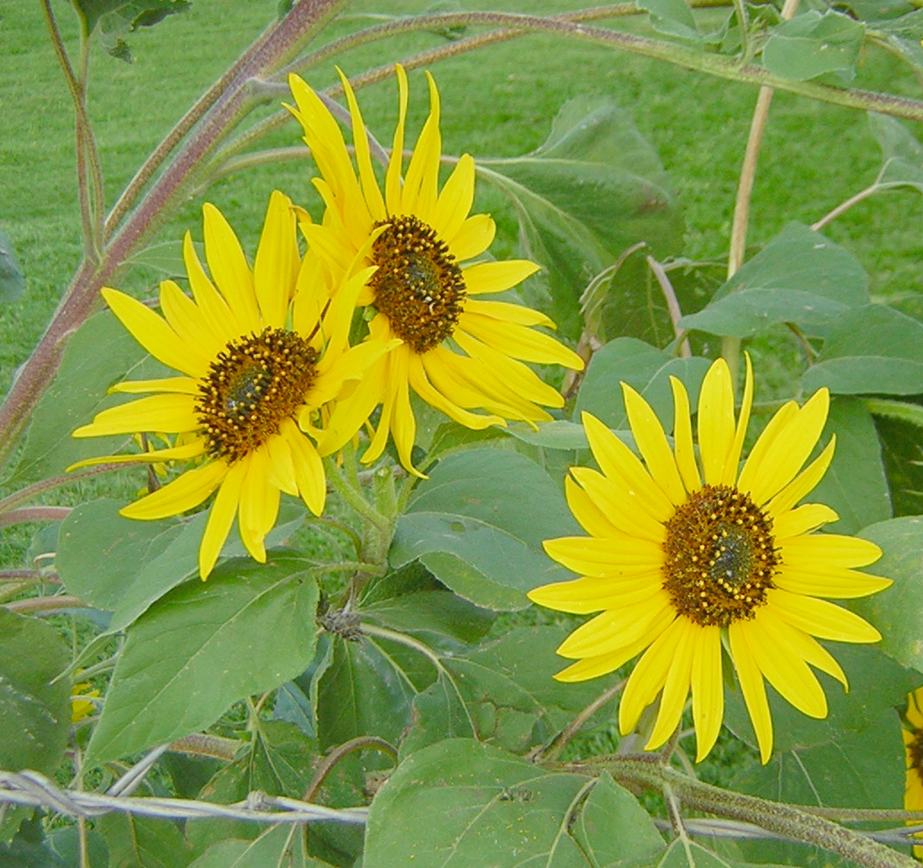 Photographing Flowers: Growing Sunflowers