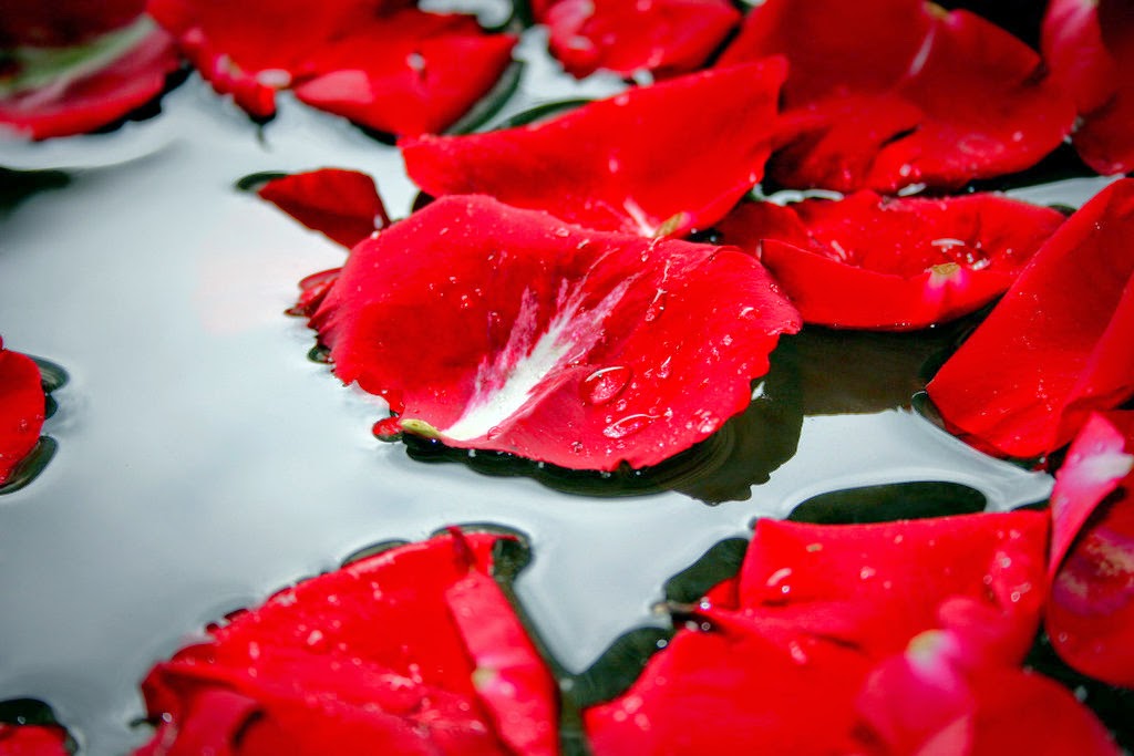 Born too Late...Fashionably Speaking: D.I.Y; MORNING AFTER ROSEWATER