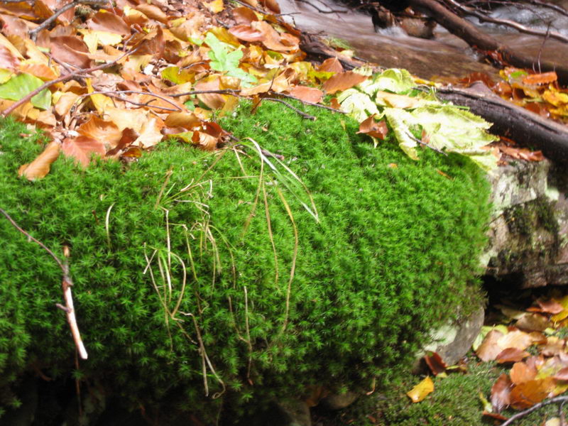 Zanimljivo: Mahovina