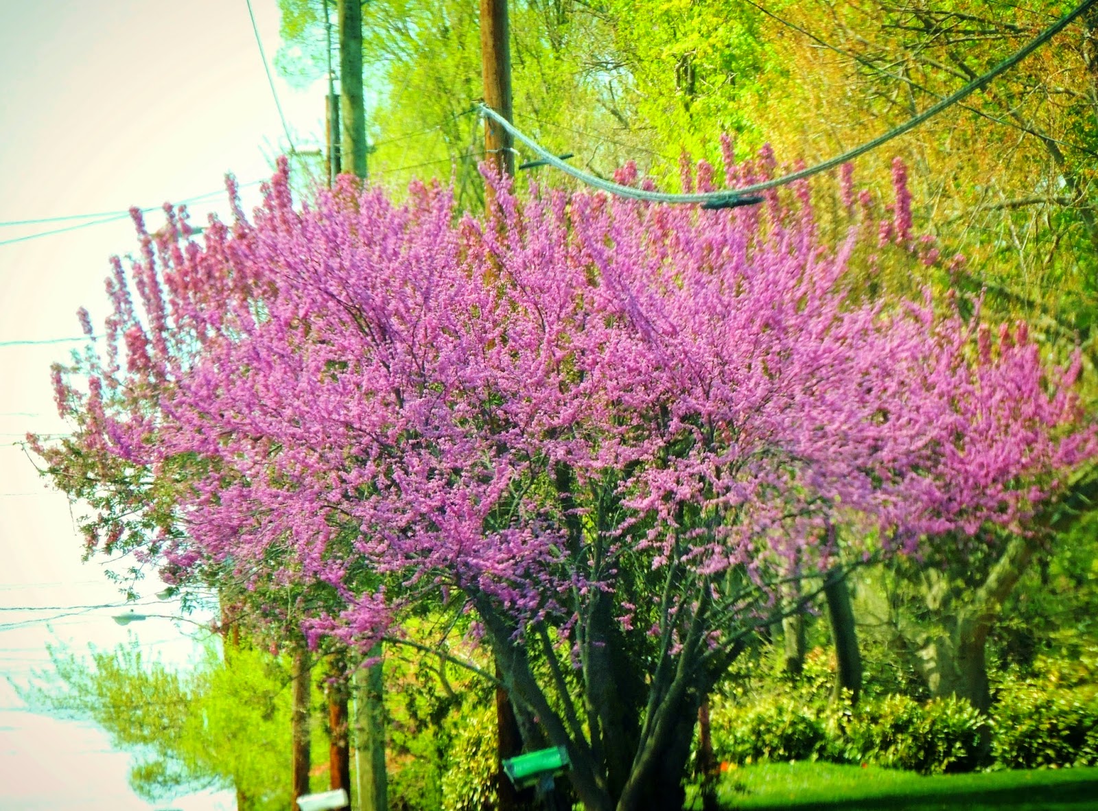 Let Your Light Shine: The Judas Tree