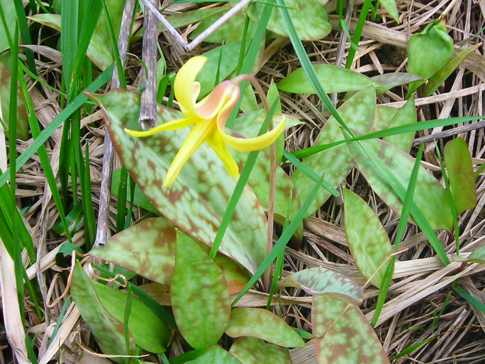 Gardening Granny's Gardening Pages: Trout Lilies
