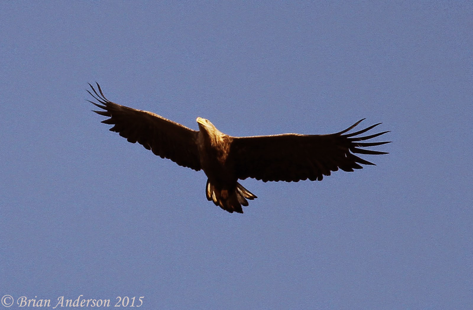 Brian's birding blog: White-tailed Sea Eagle Scotland