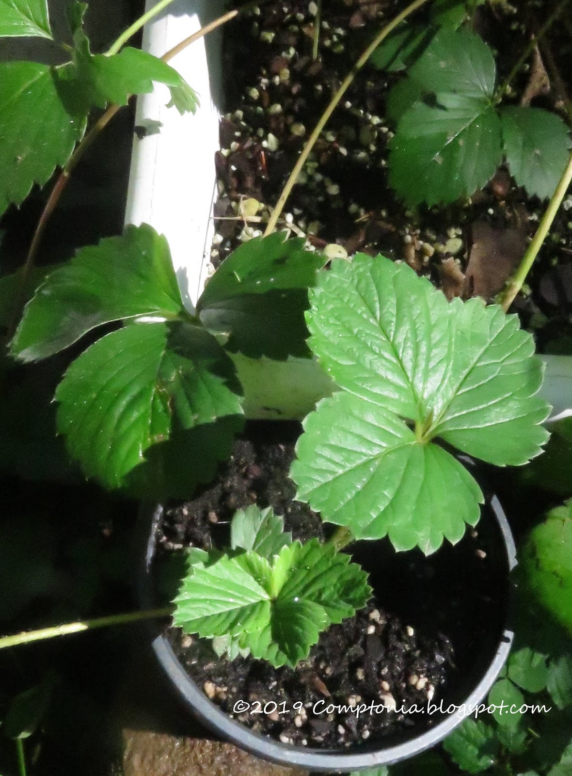 Comptonia: sunday garden snaps