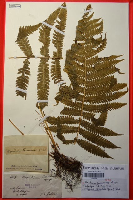 Jacques Huber and the Amazonian Botany: Plant collections