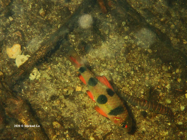 The rainforests of Borneo & Southeast Asia: Freshwater underwater world ...
