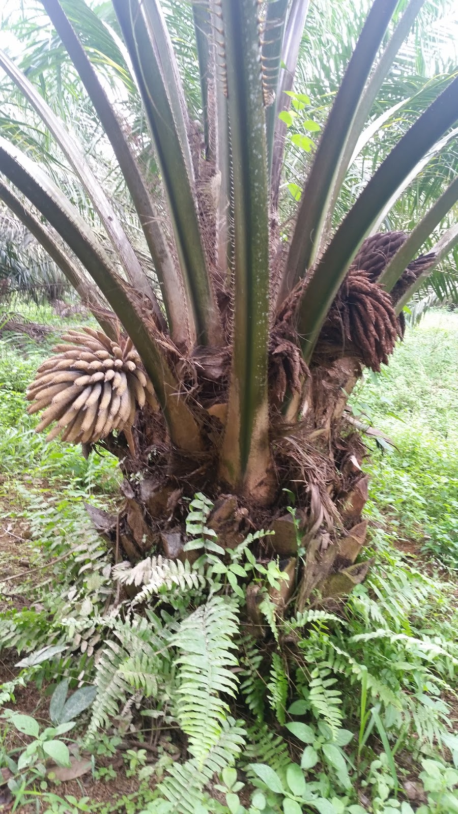 Warisan Petani: Kebun Kelapa Sawit 1.