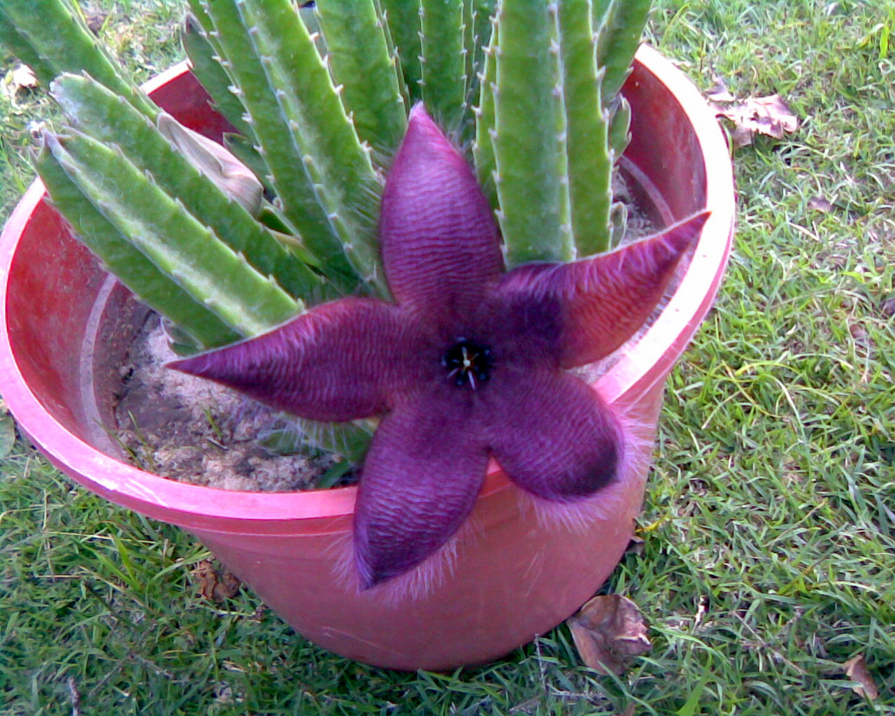 STAPELIA