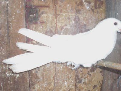 PIGEONS OF Nepal: SUPERB KAGJI........