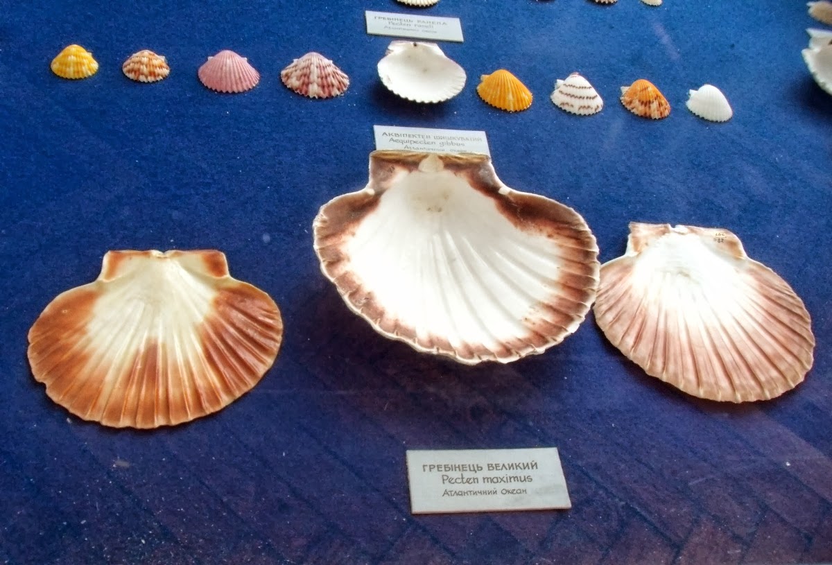 Mozarito y el Camino Mozárabe de Santiago.: El ORIGEN DEL SÍMBOLO DE LA ...