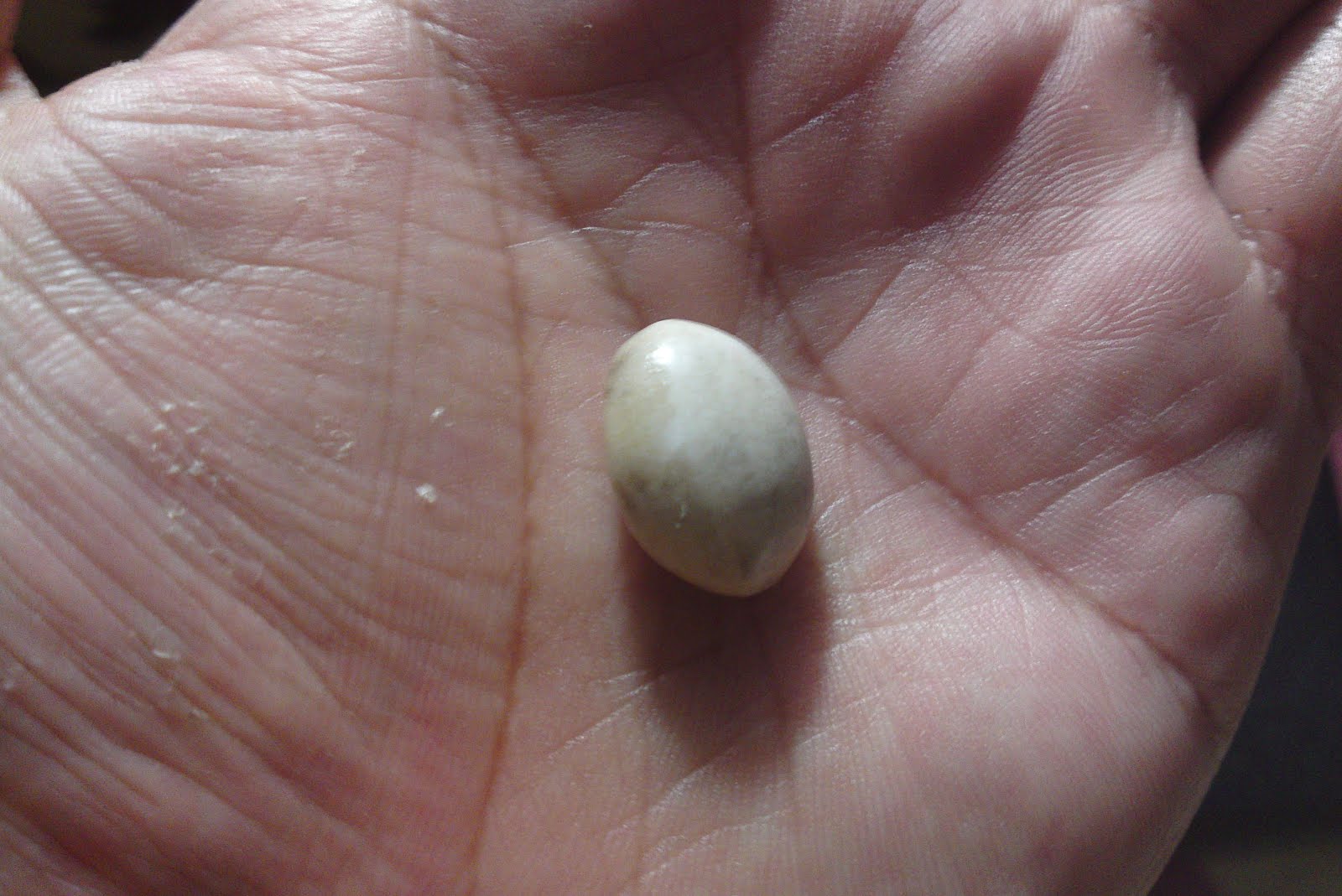 BLOG KOLEKSI MEGA MISTIK DAN ANTIK ANTARABANGSA: Batu Geliga Buluh ...