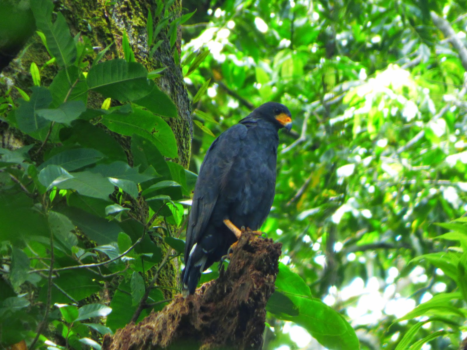 el naturalista fiel: GAVILAN NEGRO MAYOR