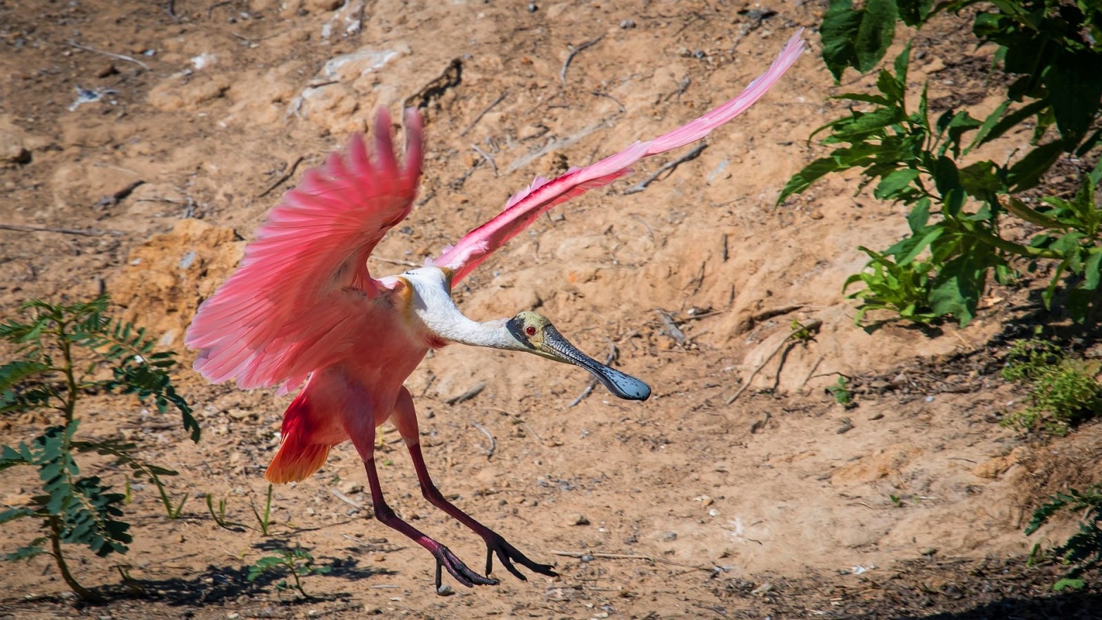 SPOONBILL photos - wallpapers (ανανεωμένο) | the fun bank