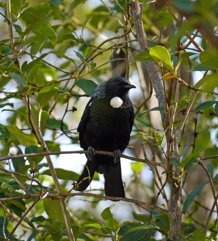 The Adventures of S/V Silhouette: Time Out for Great Barrier Island
