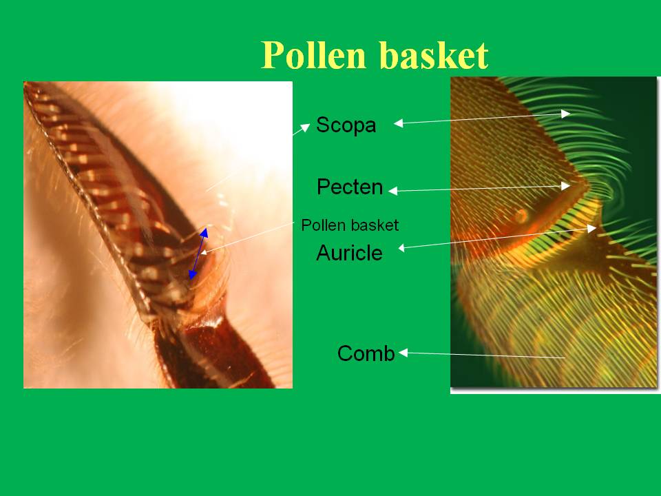 Insect Legs and Its Modifications
