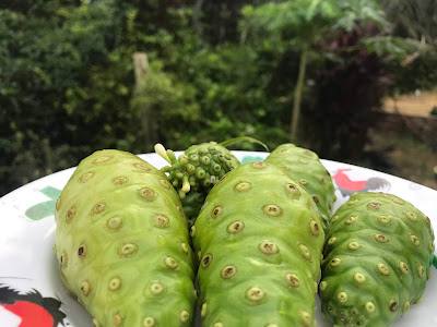 新/马草药自然医学: 如何生吃诺丽果是最好？一步一步做给你看。 The best way eat fresh Noni fruit juice ...