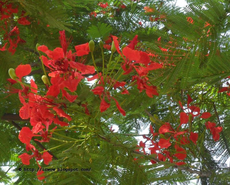 Krishna Chura Ful(কৃষ্ণ চূড়া ফুল) - Delonix regia