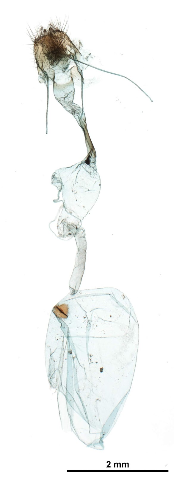 Xyloryctine Moths of Australia: Illidgea