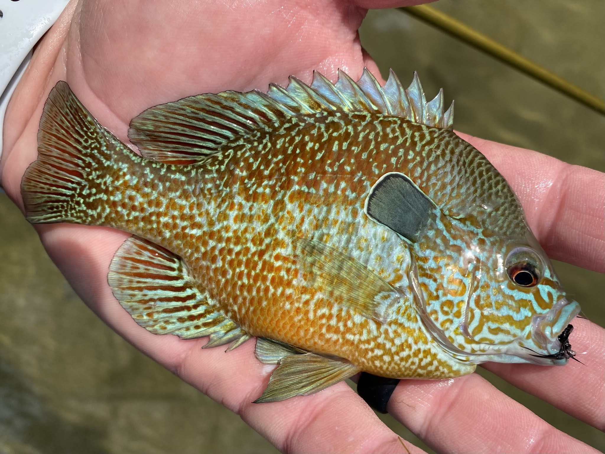 Longear Sunfish